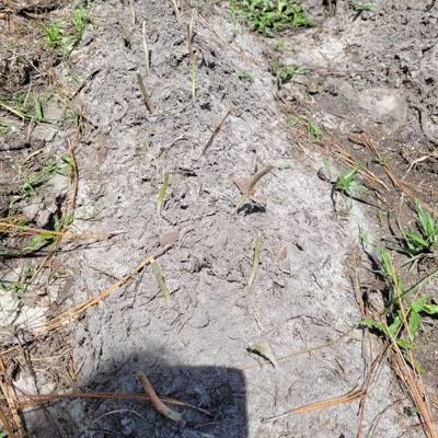 Vibrant Skeleton Acrylic Painting on Dark Blue Canvas - Etsy