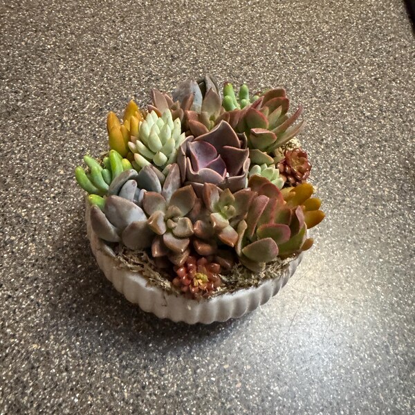 Point Loma Succulent Garden - Large Live Succulent Arrangement Gift and ...