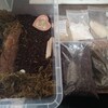 Giant African Land Snail Refresher Kit. Coir Substrate With Added ...