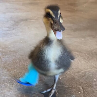 Prosthetic Leg Replacements & Attachments-for All Bird Prosthetics ...