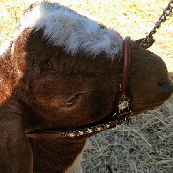Best Custom Goat Show Leads - Etsy