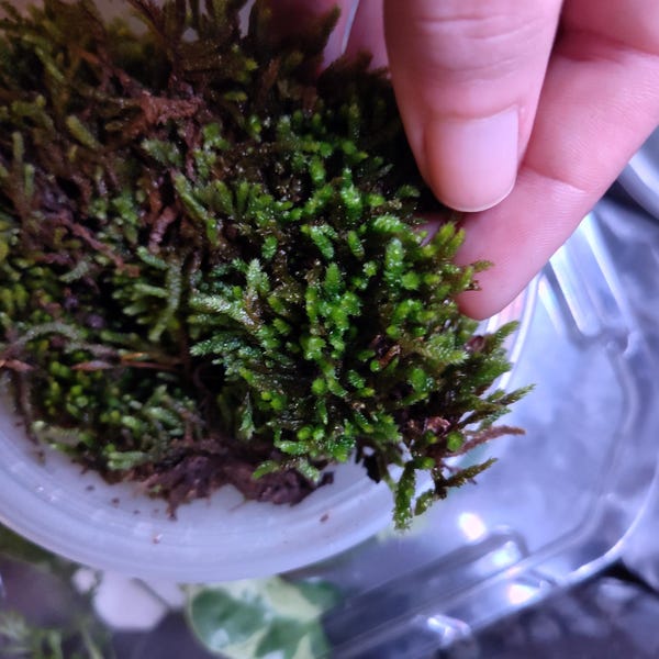 Spoon Leaved Moss, Bryoandersonia Illecebra, Live Terrarium Moss - Etsy