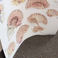 Anatomy HUMAN BRAIN - Foldable Anatomically Correct Paper Hat W/lobes ...
