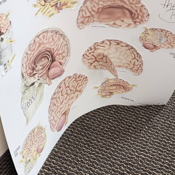 Anatomy HUMAN BRAIN - Foldable Anatomically Correct Paper Hat W/lobes ...