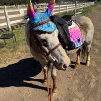 Equestrian Horse Riding Set With Horse Design Full Matchy Matchy - Can ...