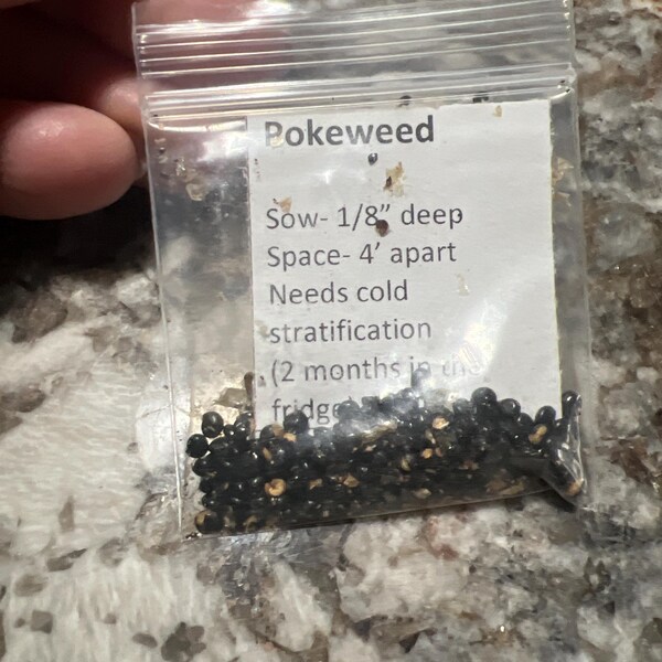 Pokeweed Pokeberry 50+ Seeds, Non-gmo, Zone 7, Fruit, Perennial - Etsy