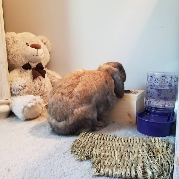 Rabbit Bunny Bowl Feeding Stand - Etsy