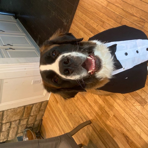 Big Dog Slobber Bib This is What Handsome Looks Like - Etsy