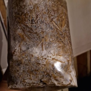 Blue Oyster Mycelium Liquid Culture (pleurotus Columbinus) - Etsy