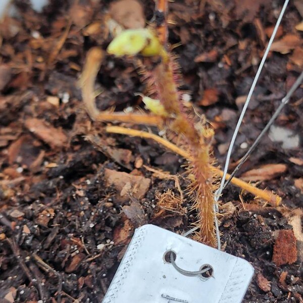 3 Raspberry Plants "royalty Purple"-large, High-quality Fruit (3 Large ...