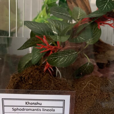 Small Terrarium Label Laminated Enclosure Label Exotic Pet - Etsy UK