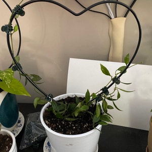 Syngonium 'merry Maria' Houseplant Arrowhead House | Etsy