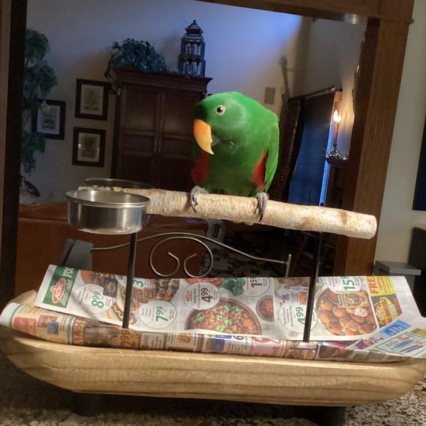 Textured Wooden Parrot Stand • Modern Parrot Stand • Tabletop Parrot ...