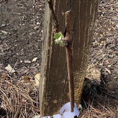 Ranunculus Aviv Rose Buy 4 Get 1 Free - Etsy