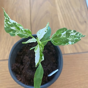 Dragon Cayenne Hot Pepper Seeds - Etsy