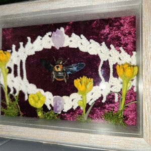 Tiger Flower Beetle Clerota Rigifica Real Insect - Etsy