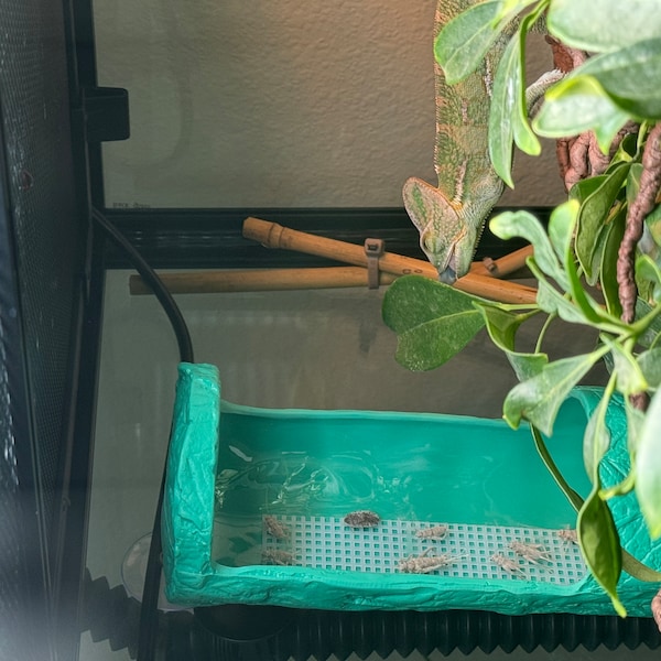 Naymars' Lizard-alley Cricket Feeder. Durable Made in the USA Chameleon ...