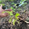 Cornelian Cherry Plant 1 Year Old Potted Live Seedling Cornus Mas - Etsy