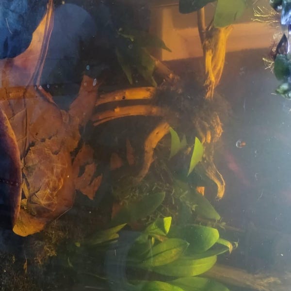 Banana Plant (nymphoides Aquatica) - Etsy