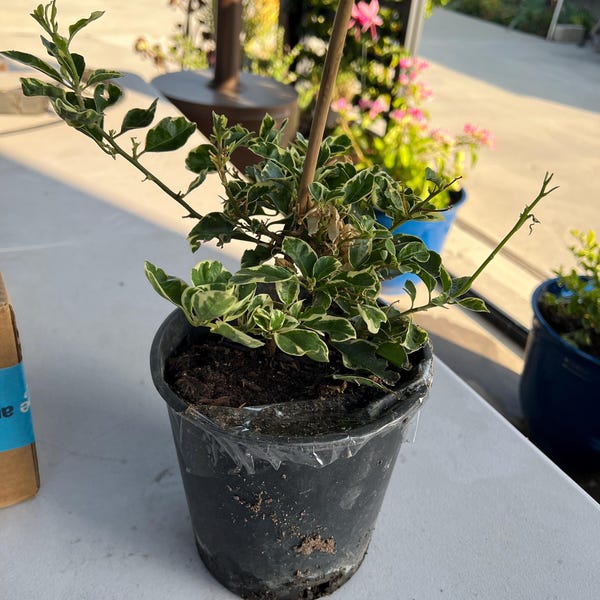 Barbados Cherry (sơ Ri Gò Công) - 2 to 3 Feet Tall - Ship in 3 Gal Pot ...