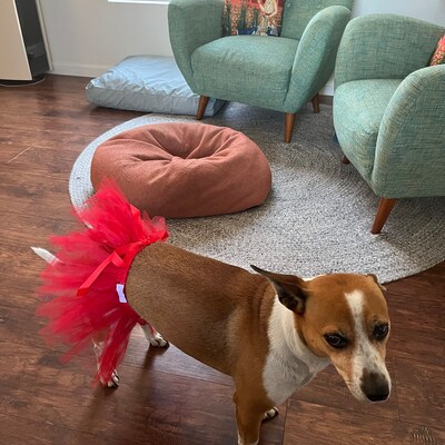 Dog Tutu-various Color Options XS-XXXL. Durable Dog Tutu, Designed for ...