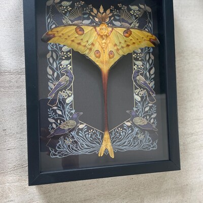 Rare Electric Blue Butterfly Prepona Omphale Framed Taxidermy Moonlight ...