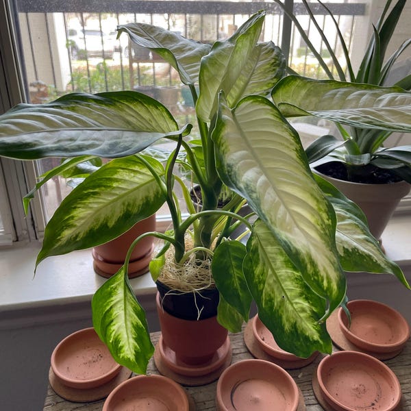 LIVE 6” Pot Ivy Plant, Hedera Helix, Plant Gift for Home, Dad Christmas ...