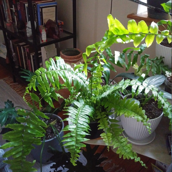 Gorgeous Large Macho Fern 6", Nephrolepis Biserrata, Giant Sword Fern ...