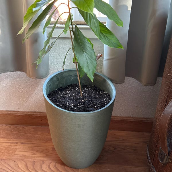 11 Inch Funnel Tall Planter Pot With Drainage Hole & Plug | Minimalist ...