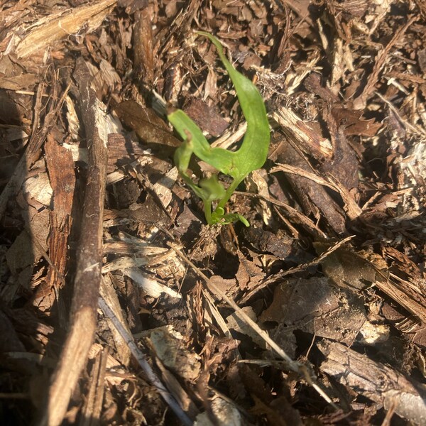 Asian Edible Luffa Seeds, Smooth Sponge Gourd, Muop Huong + Free GIFT ...