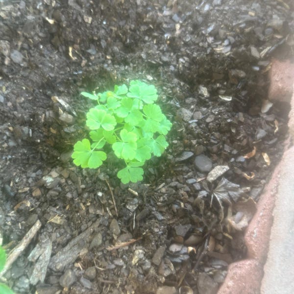 2 Live Cardinal Columbine Perennial Plants. Aquilegia. Super Healthy ...