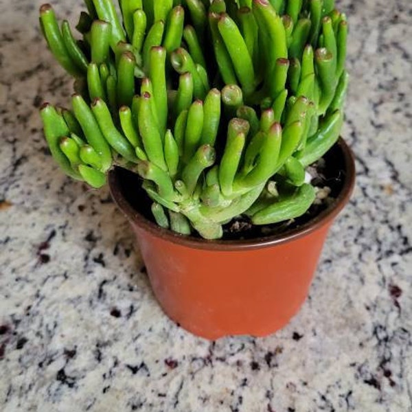 Dancing Bones Cactus | 2 Inch | Rhipsalis Salicornioides | Live ...