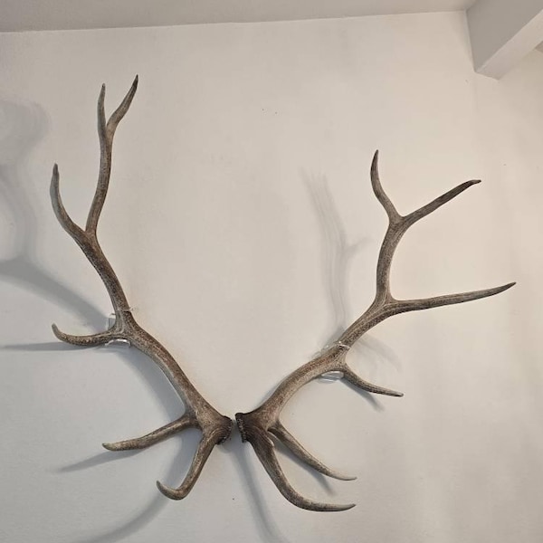 Acrylic Invisible Elk Shed Antler Wall Mount Display. Antler Not ...