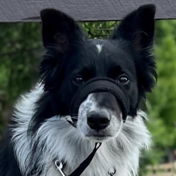 Dog Lead Sleeve Wrap Warning Lead Wrap, Space Needed, Nervous Dog ...