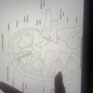 Ultrasound School Abdomen Flashcards, Ultrasound Student Study Notes ...
