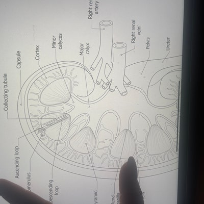 Ultrasound School Abdomen Flashcards, Ultrasound Student Study Notes ...