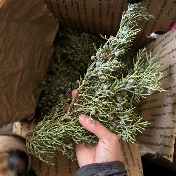 Fresh Cedar Branches, Preserved Cedar, Preserved Greenery, Greenery for ...