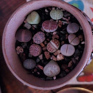 SEEDS Lithops Aucampiae 'jacksons Jade' 20seeds C395 - Etsy