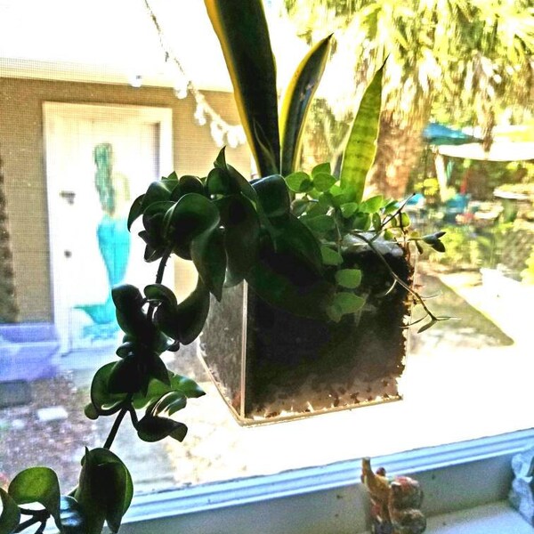 Suction Cup Window Planter -2 Inch Cube Style- Planter That Attaches to ...