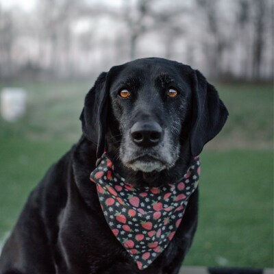 Dog Neck Scrunchie, Paw Print, Neck Ruffle Collar, Ruffle Collar, Fits ...