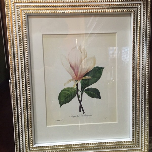 Antique REDOUTE Botanical Print Large White MAGNOLIA Flower 8x10 Floral ...