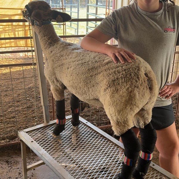 Sheep Leg Wraps, Goat Leg Wraps, Mini Horse Leg Wraps, Glittery Wraps ...