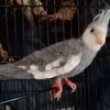 Ringneck Parrot Felted Miniature. Ringneck Replica. Rose-ringed ...