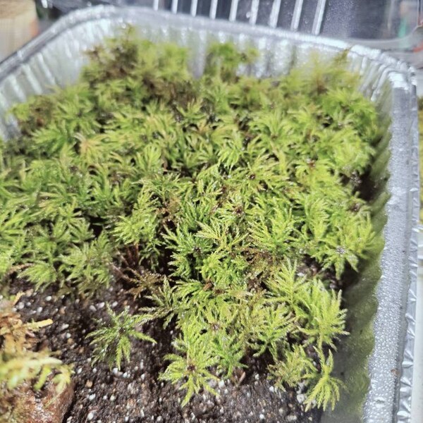 Sheet Moss 1 Quart Bag, Live Moss, Sheet Moss, Live Sheet Moss, Green ...