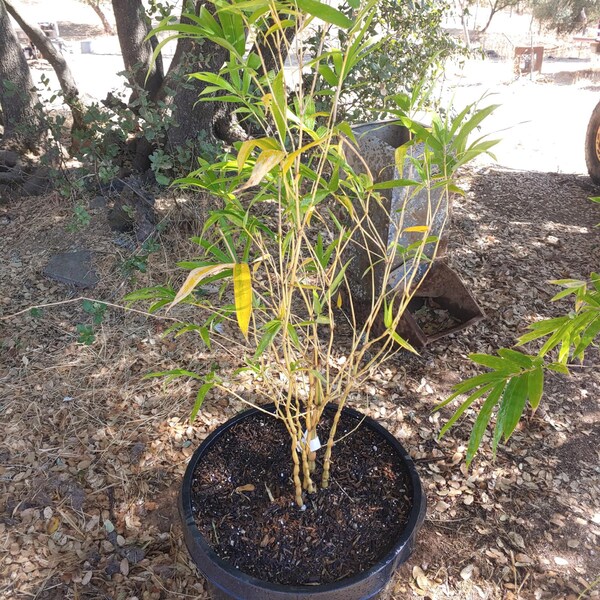 Bambusa “lady Finger” Clumping, Non-invasive Bamboo Plant – Large 1 ...