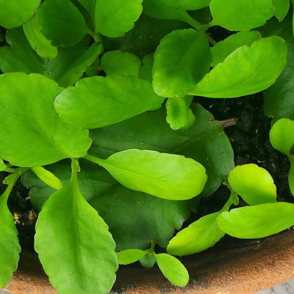 Leaf of Life (4 or 8 LEAVES) - Bryophyllum Pinnatum - Kalanchoe Pinnata ...