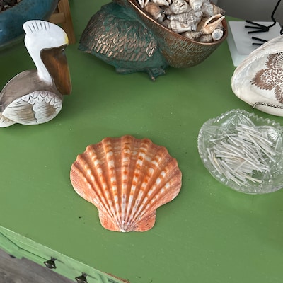 Medium Hebrew Cone Seashells Conus Ebraeus 5 Shells Approx. 1 Inches ...