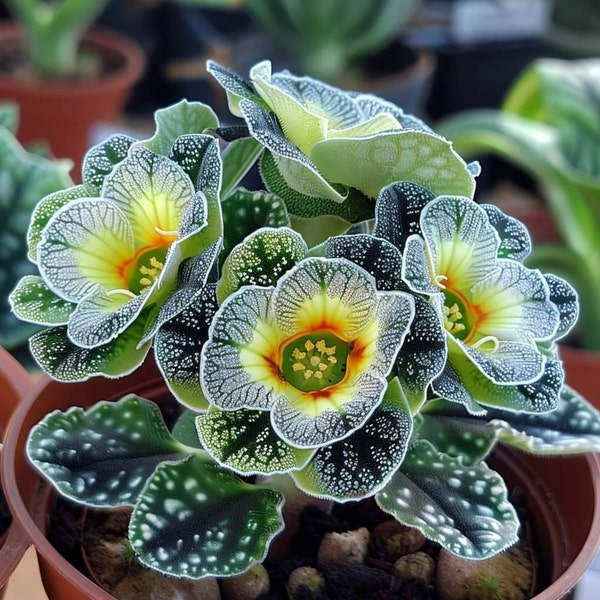 Professional Mini Blower NOZZLE ATTACHMENT | Set of 4 | for the ...