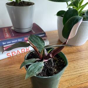 Peperomia Polybotrya Peperomia Raindrop Live Plant Rare | Etsy