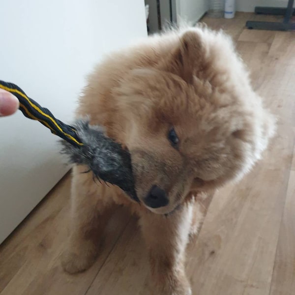 Paws Made Bunny Bungee Rabbit Fur Dog Tug High Reward Agility Flyball ...